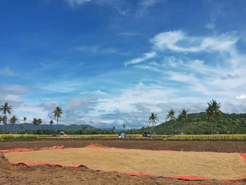 Scenic Paddy Field during Harvest Season in Summer Stock Image - Image ...