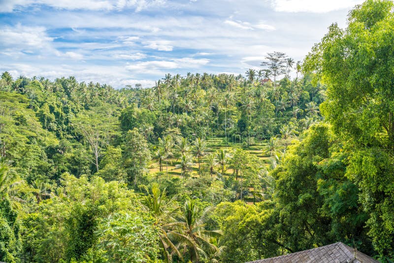 Scenic Panorama of Ubud Jungle Stock Photo - Image of famous, culture ...