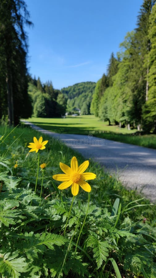 Scenic Park Path with Blooming Yellow Flowers on a Sunny Day Stock ...