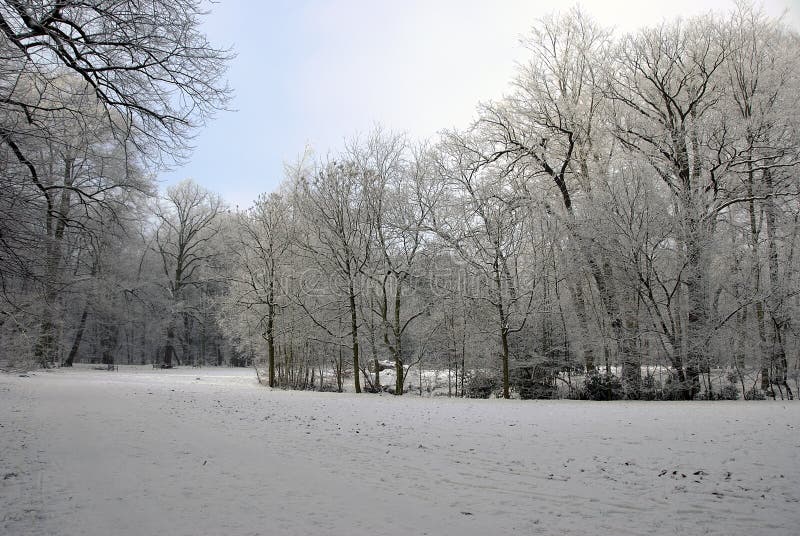 Scenic park in winter stock photo. Image of outdoors, forestry - 7680430