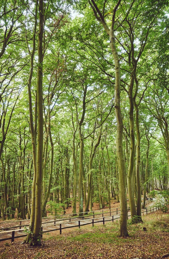 Scenic Path in a Beech Forest Stock Photo - Image of scenic, path ...