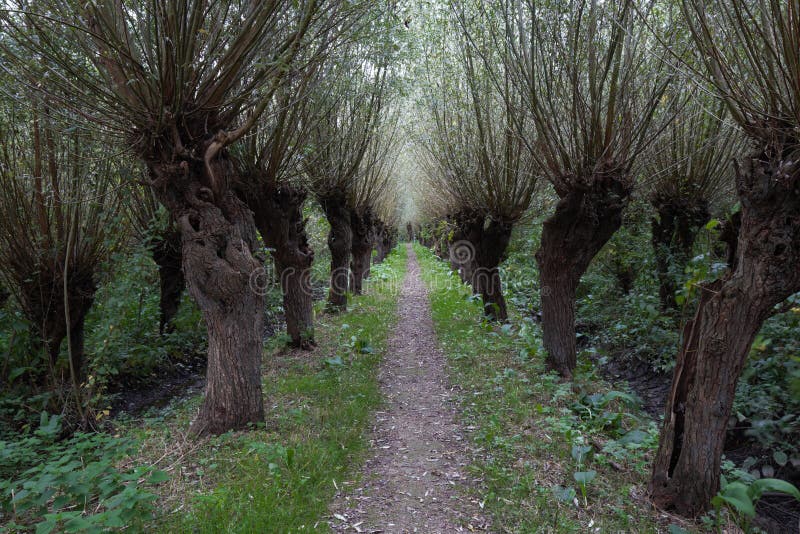 A willow path to nowhere stock image. Image of willowbranches - 125717309