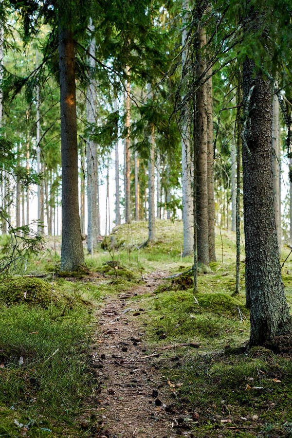 Scenic Path through a Lush Forest, Featuring Tall Trees. Stock Photo ...