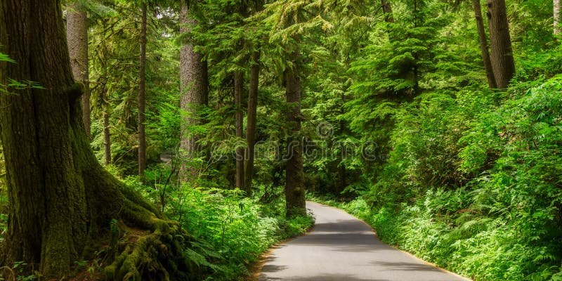 Scenic Path through Lush Green Rain Forest in Oregon Stock Photo ...