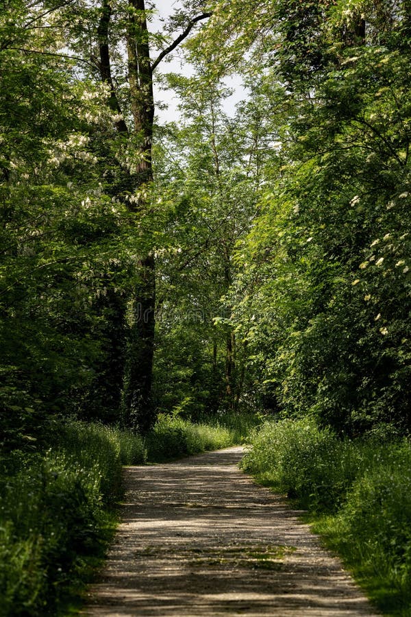 Scenic Path Winding through a Forest, Surrounded by Trees and Greenery ...