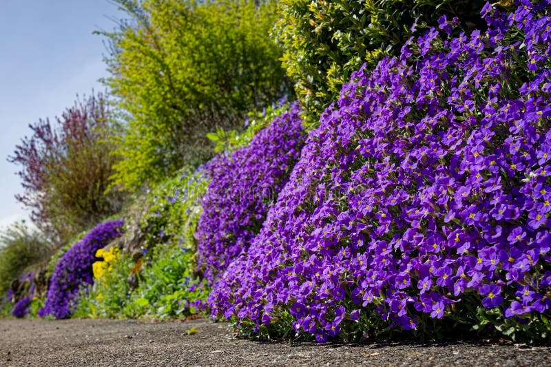 Scenic Pathway of Blue Flowers Winds Its Way through a Rocky Terrain ...
