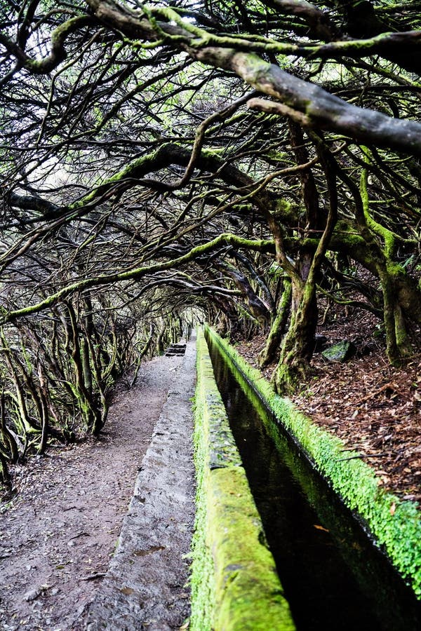 Scenic Pathway Featuring an Abundance of Mossy Trees. Stock Photo ...