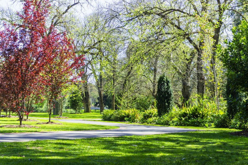 Scenic Pathway Flanked by Lush Greenery and Trees in a Park Stock Image ...