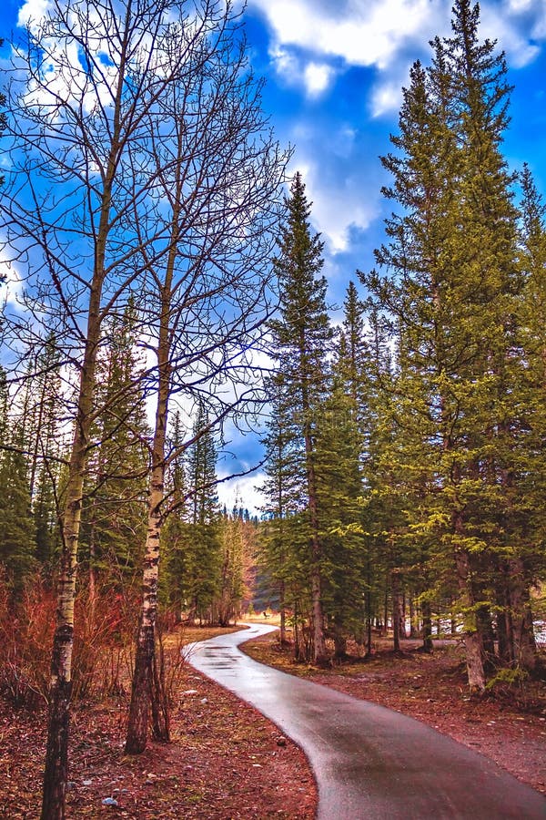 Scenic Pathway through the Forest Stock Photo - Image of outdoors ...
