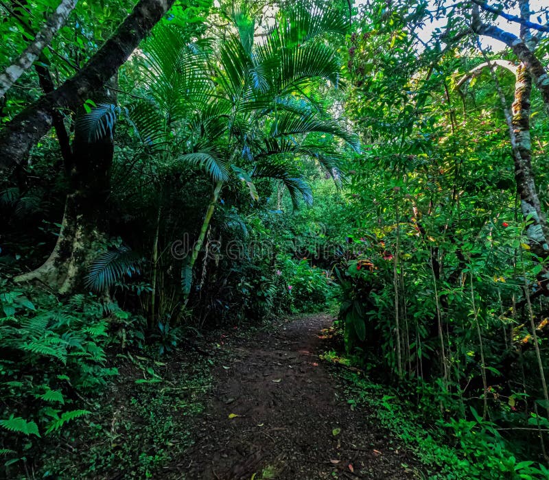 Scenic Pathway Lined with Lush Trees and Foliage in a Park Stock Image ...