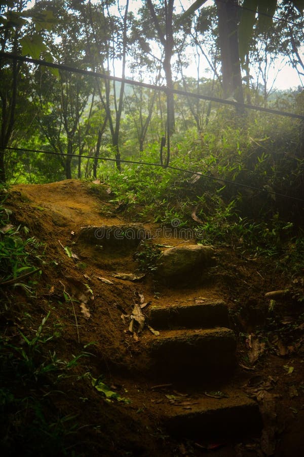 Scenic Pathway Leads through a Lush, Green Forest, Providing a Tranquil ...