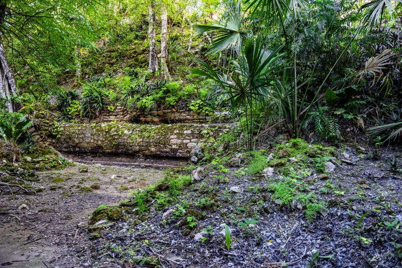 Scenic Pathway Lined by an Ancient Stone Wall in a Jungle in Cozumel ...