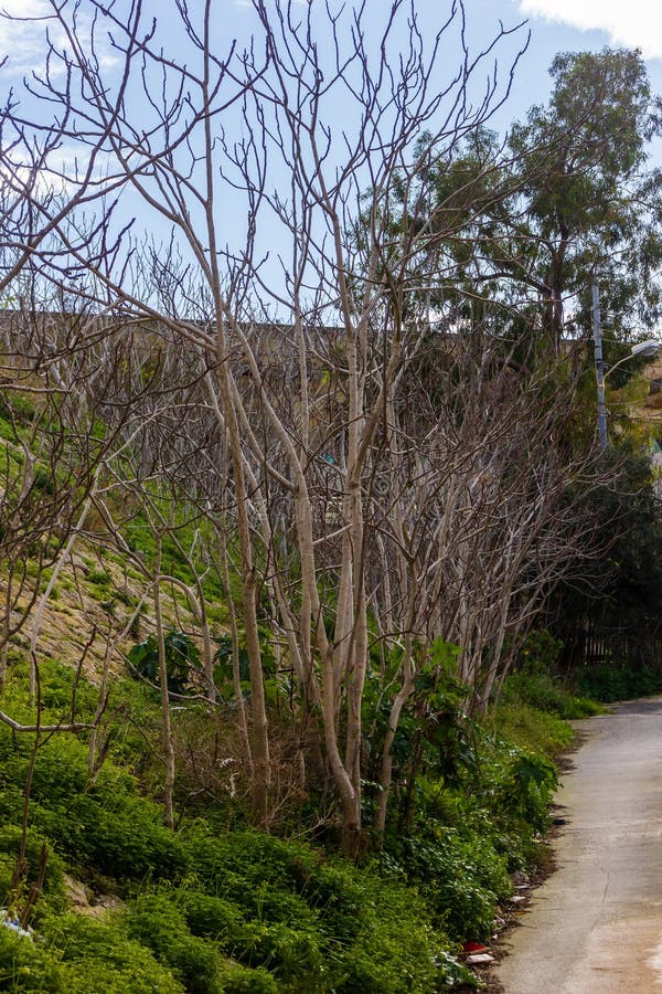 Scenic Pathway Lined with Bare Trees during Early Spring Stock Photo ...
