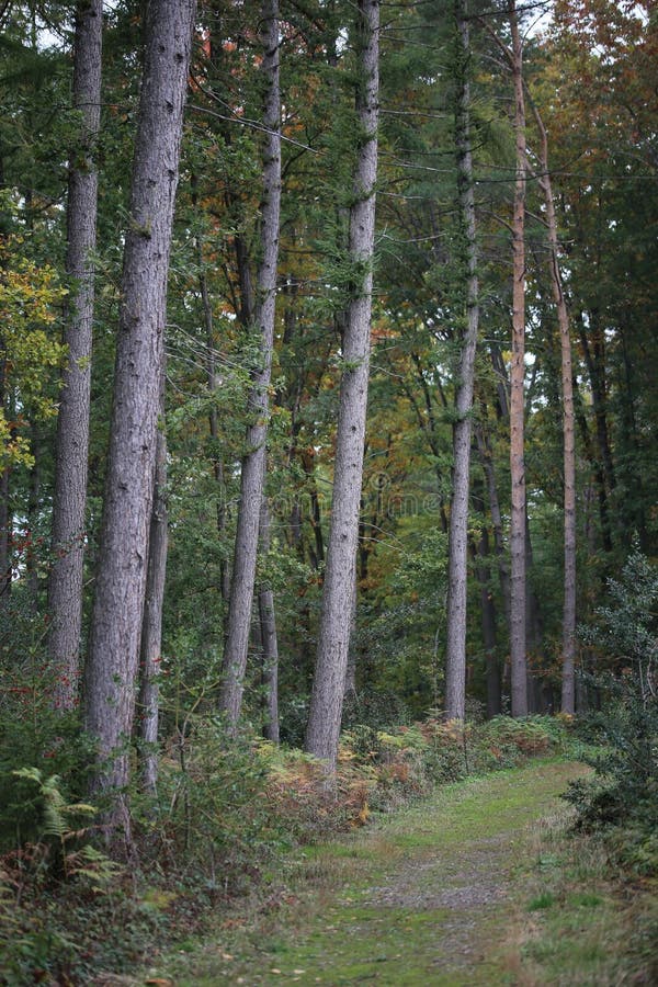 Scenic Pathway Lined with Deciduous Trees Displaying Their Autumn ...