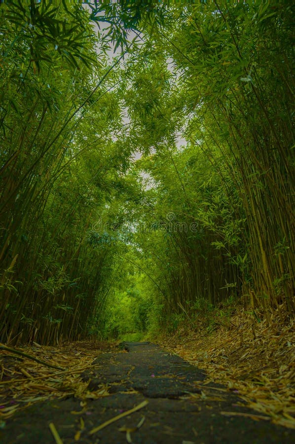Scenic Pathway Lined with Towering Bamboo Trees in a Lush Forest Stock ...