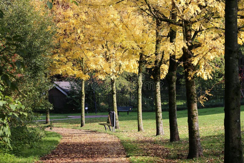 Scenic Pathway in a Lush Forest Lined with Trees, Covered in Vibrant ...