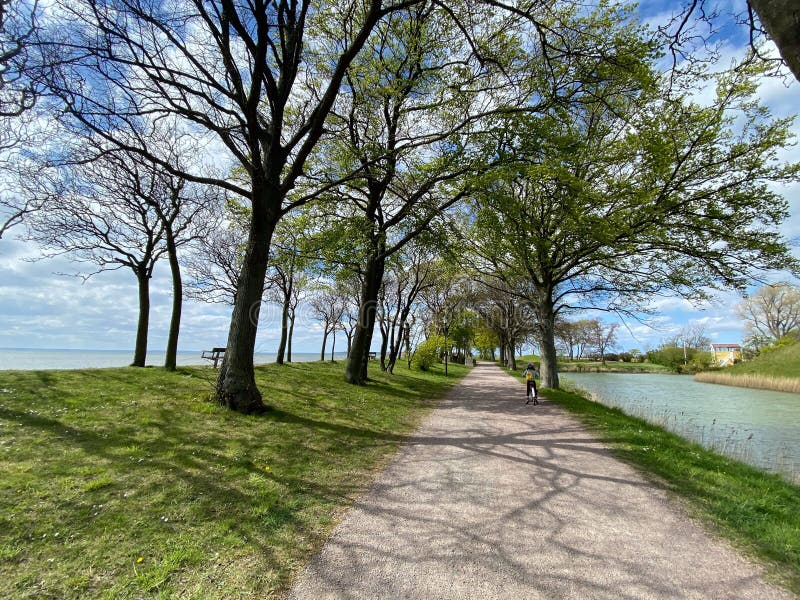 Scenic Pathway Lined with Trees beside Water Stock Photo - Image of ...