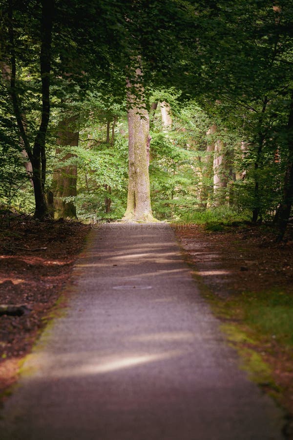 Scenic Pathway in a Lush Forest with an Earthen Floor and Towering ...