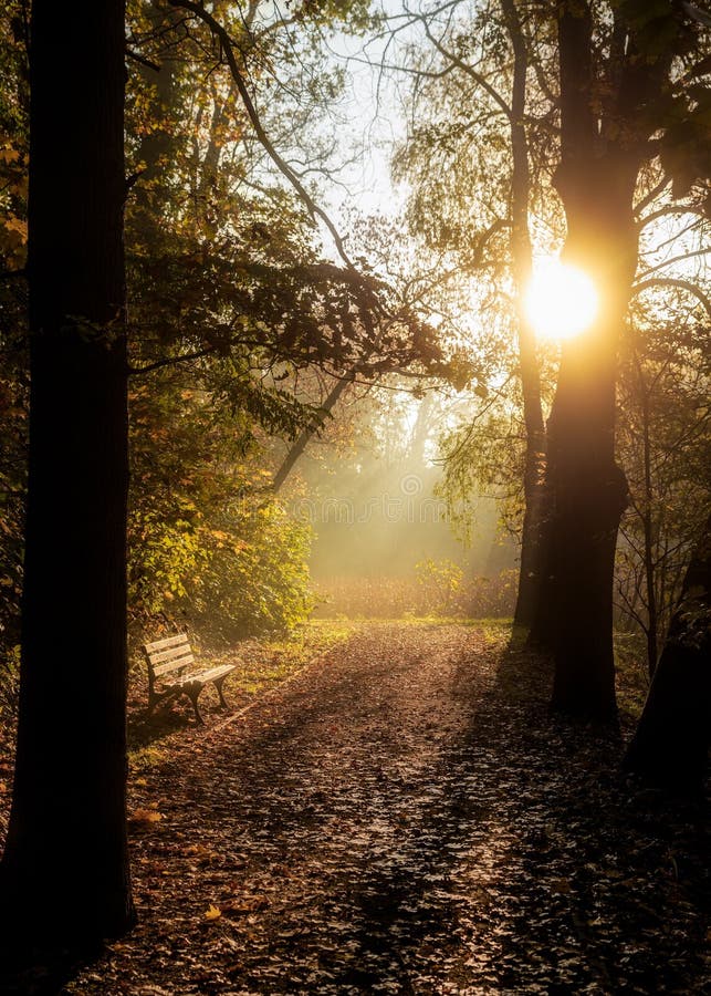 Scenic Pathway through a Lush Forest, Illuminated by Golden Rays of the ...