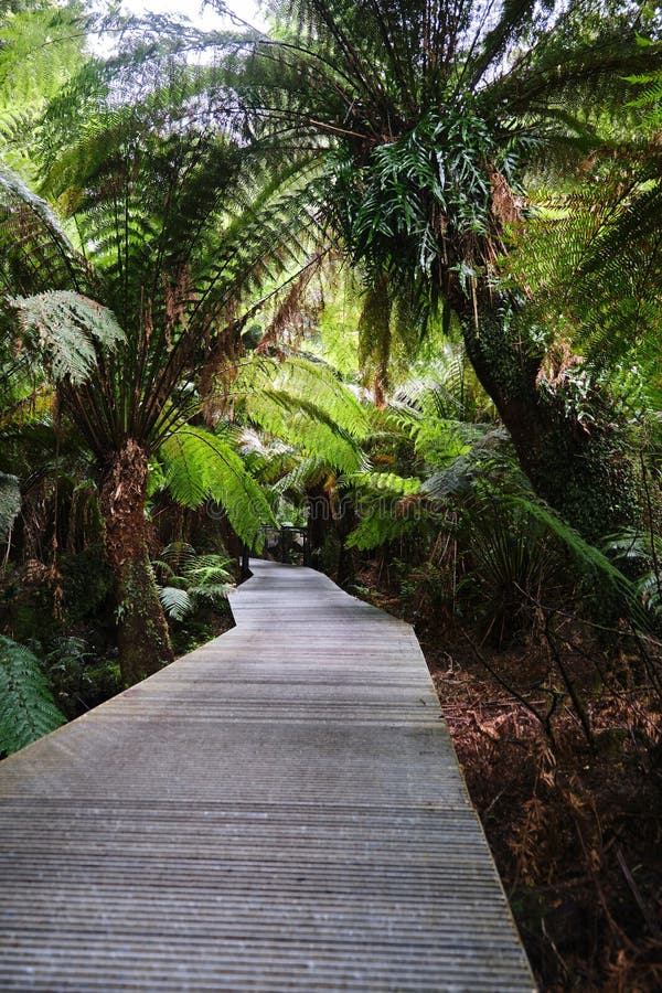 Scenic Pathway Surrounded by Lush Vegetation Editorial Photo - Image of ...