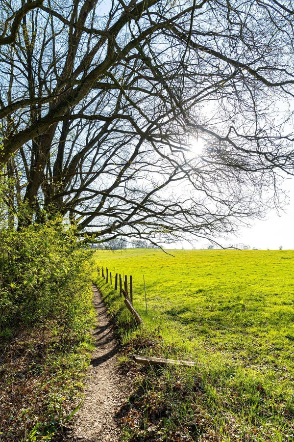 Scenic Pathway Surrounded by Shrubbery and Vibrant Greenery. Stock ...