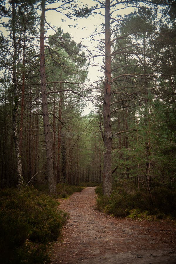 Scenic Pathway Surrounded by Trees and Foliage in Fontainebleau Forest ...