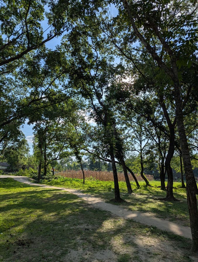 Scenic Pathway through Tree Covered Landscape with Natural Light Stock ...