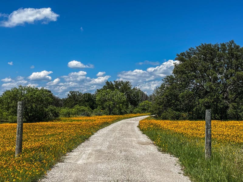 Scenic Pathway Winding through a Grassy Field Dotted with Vibrant ...
