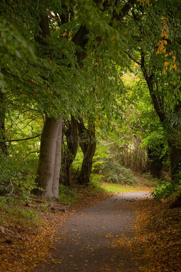 Scenic Pathway Winding through a Lush Forest of Yellow Fallen Leaves ...