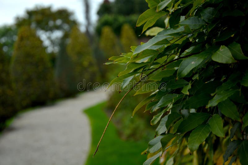 Scenic Pathway Winding through a Lush Park, Lined with Trees and ...