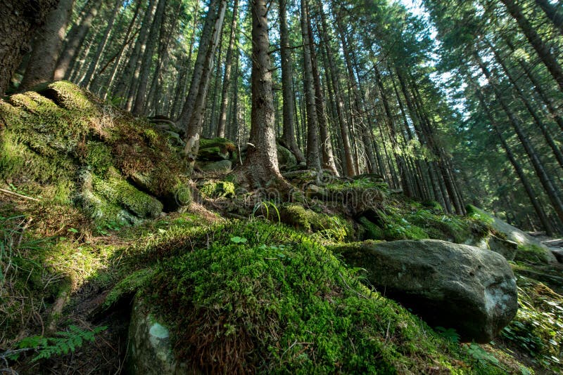 Scenic Pine Forest on a Mountain Slope Stock Photo - Image of bottom ...