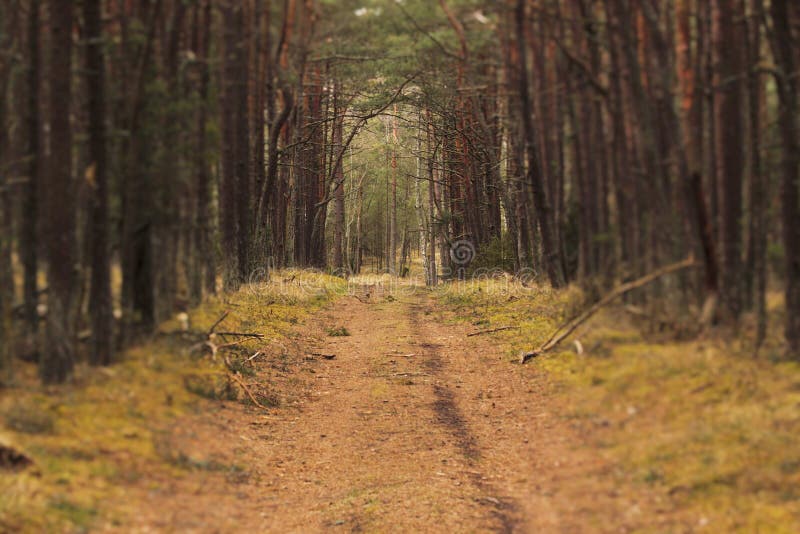 Scenic pine forest path stock image. Image of road, preila - 55689907