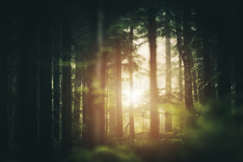 Forest sunlight stock photo. Image of sunbeam, outdoor - 3905366