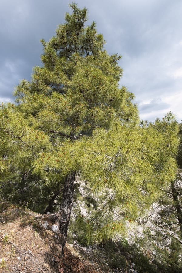 Pine tree on slope stock image. Image of nature, scenic - 255855313