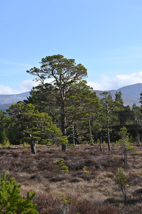 Scenic Pine Tree Landscape with Clear Sky. Stock Photo - Image of ...
