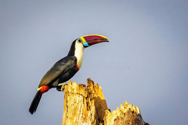 Scenic Portrait of White-throated Toucan at Sunset Stock Photo - Image ...