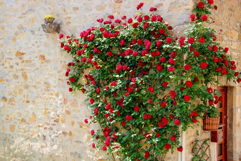 Scenic Red Roses Climbing a Stone Wall Stock Image - Image of ...