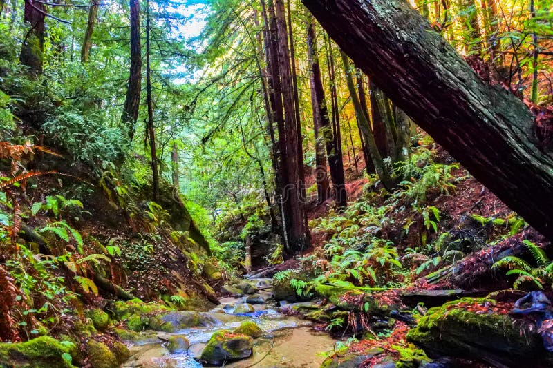 Scenic Redwood Forest Ravine with Gentle Water Stock Photo - Image of ...