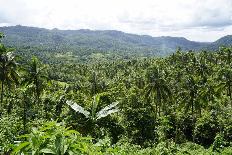 Rice Fields on Bohol Islnd at the Philippines Stock Image - Image of ...