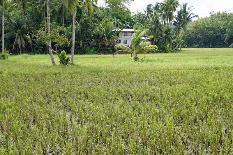 Rice Fields on Bohol Islnd at the Philippines Stock Image - Image of ...