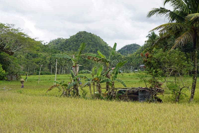 Rice Fields on Bohol Islnd at the Philippines Stock Photo - Image of ...