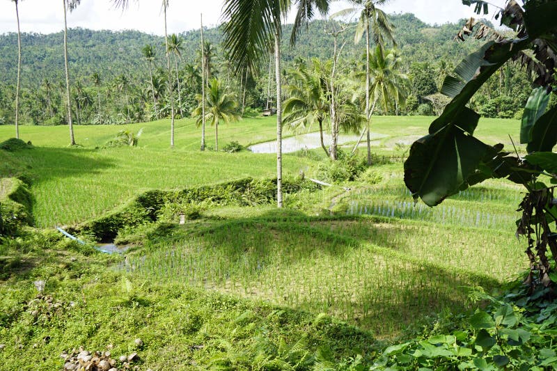 Rice Fields on Bohol Islnd at the Philippines Stock Image - Image of ...