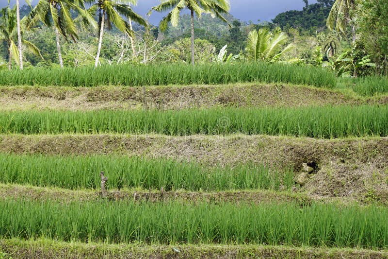 Rice Fields on Bohol Islnd at the Philippines Stock Photo - Image of ...
