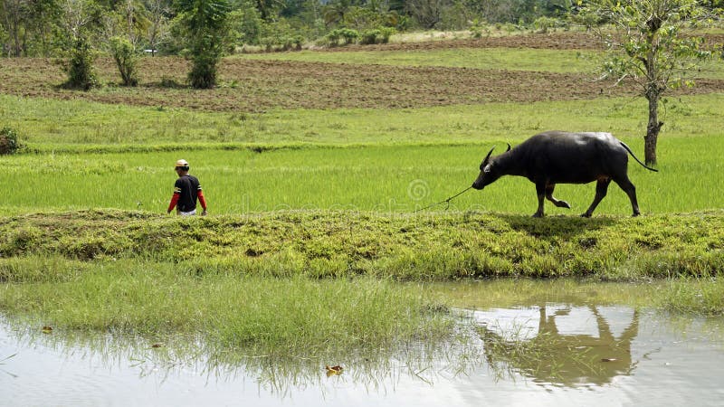 Rice Fields on Bohol Islnd at the Philippines Stock Photo - Image of ...