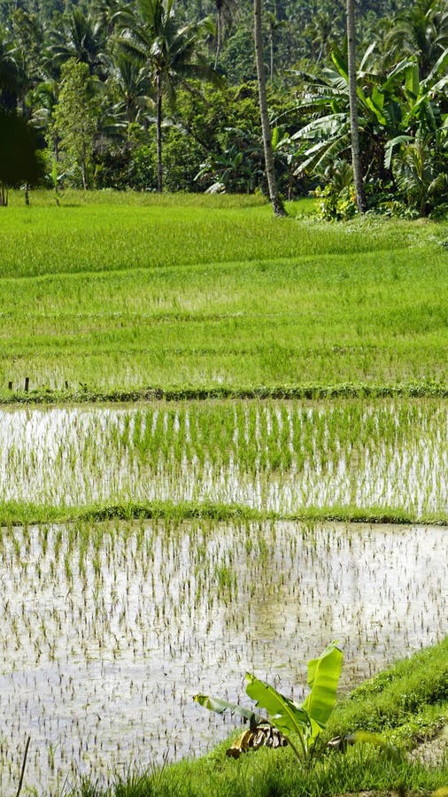 Rice Fields on Bohol Islnd at the Philippines Stock Photo - Image of ...