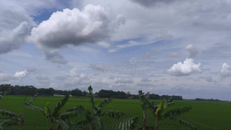 Scenic Rice Fields View from Train Window Stock Footage - Video of ...