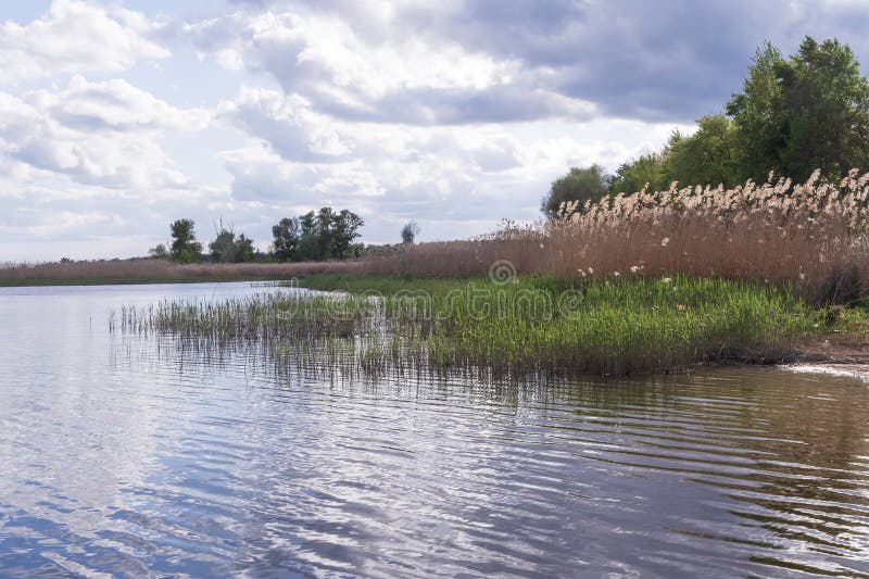 Bank of Calm River with Reeds and Trees on Sunny Day in Spring Stock ...