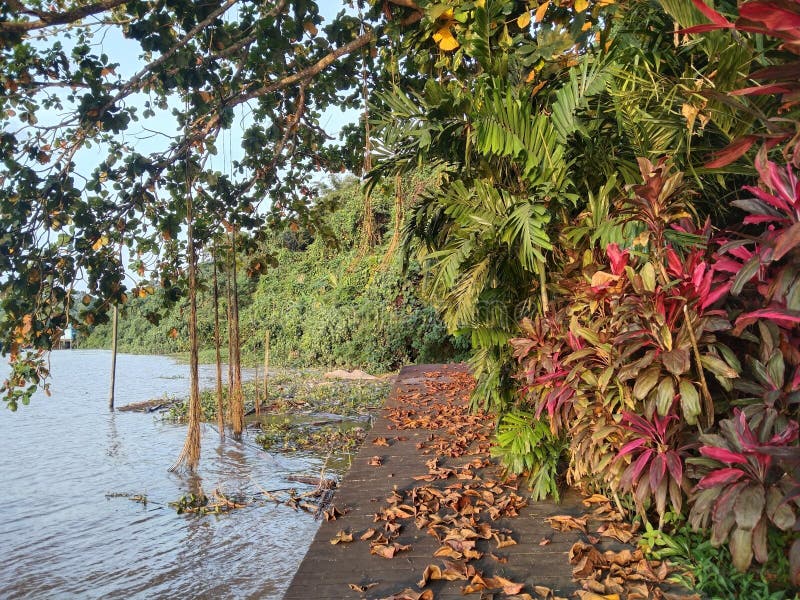Scenic Riverside Path Surrounded Vibrant Foliage Leaves Stock Photos ...