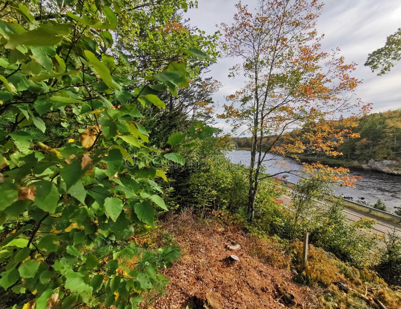 Scenic riverside view. stock photo. Image of earth, forest - 197993622