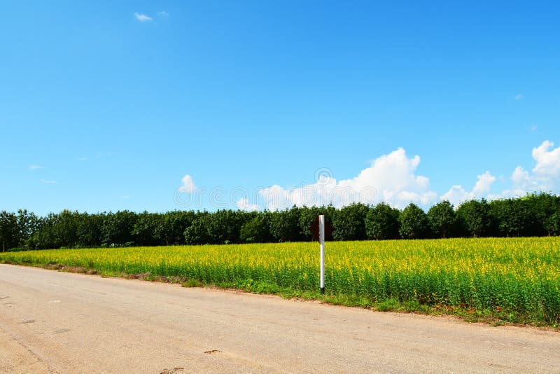 Scenic Road with Flowers stock image. Image of wildflowers - 45628933